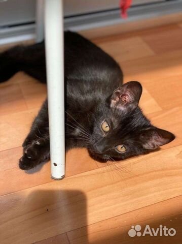 Котятам грозит улица