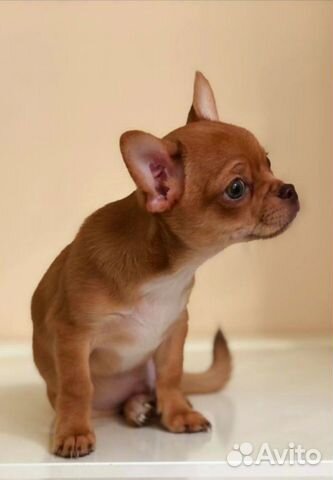 Щенок чихуахуа мальчик