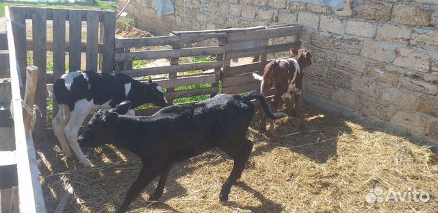 Бычки и телочка