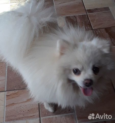 Найдена собак шпиц