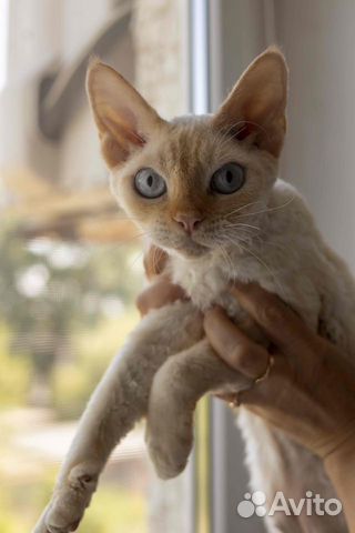 Молодая кошечка Девон Рекс