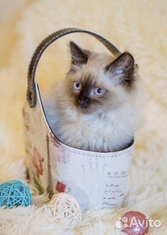 Красивый котенок фенотип Невская маскарадная 2 мес
