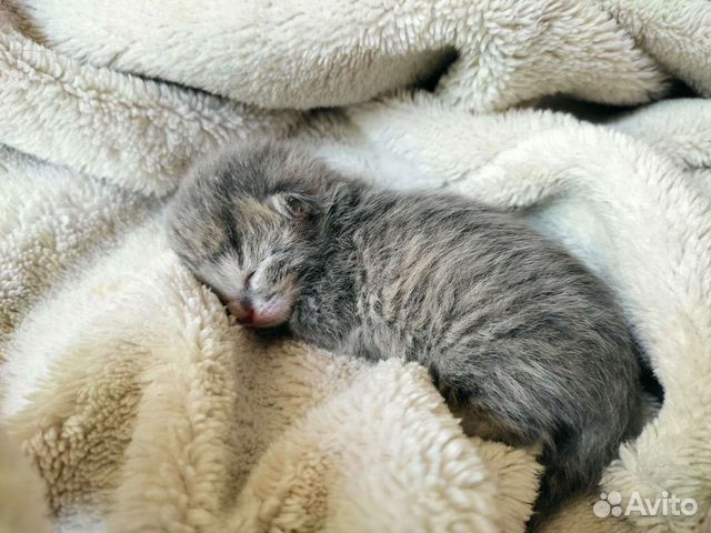 Котëнок
