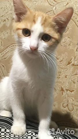 Отдам котенка