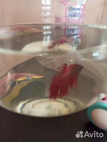 Отдам рыбку петушка с аквариумом в хорошие руки