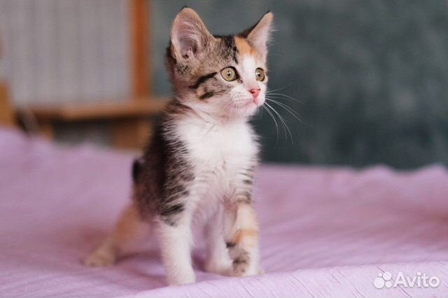 Котёнок девочка кнопочка