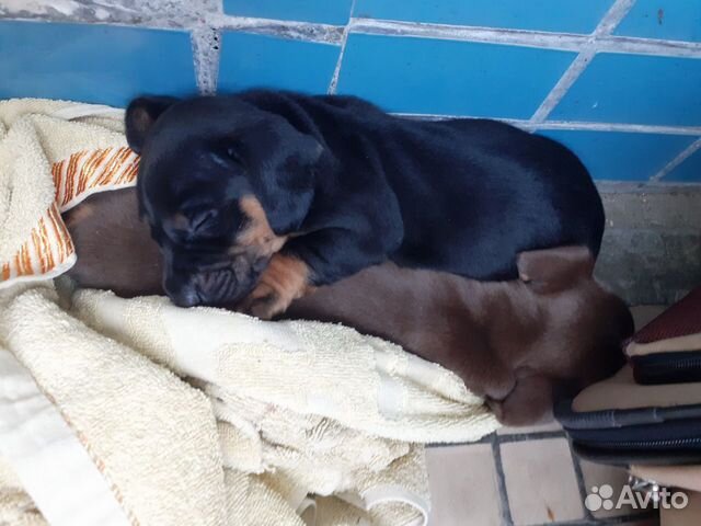 Щенки мини таксы