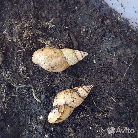 Улитки ахатины бесплатно