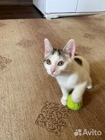 Котёнок Гоша 3 мес