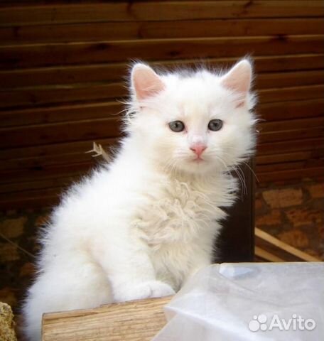 Зефирчик в добрые руки