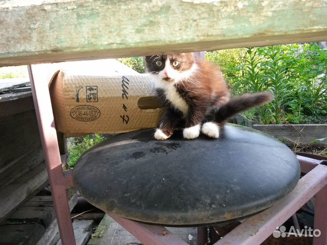 Котята за жёлтенькую монету