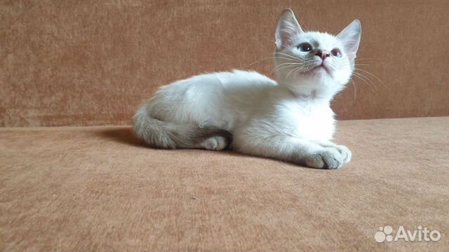 Котенок в добрые руки