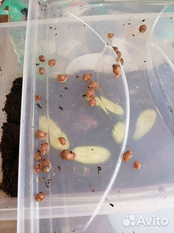 Улитки ахатины