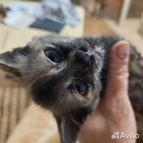 Воспитаные котята ищут дом