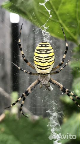 Паук агриопа - паук оса
