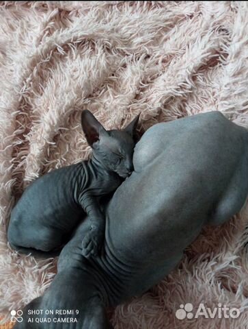 Котенок сфинкс ищет дом