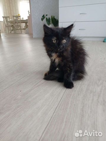 Котенок трехцветный