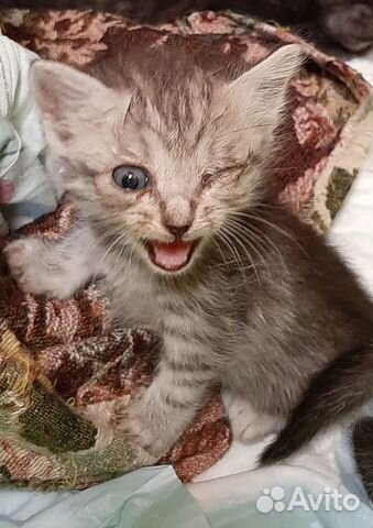 Найдены в коробке,от кошки экзота