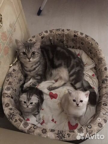 Шотландские котята. Кошечка вислаухая,котик прямоу
