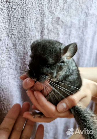 Шиншилла черный бархат