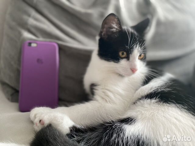 Киса ищет дом