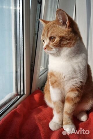 Шотландский кот