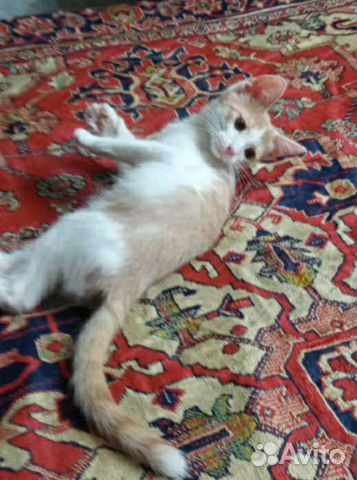 Милый котёнок, домашний мальчик