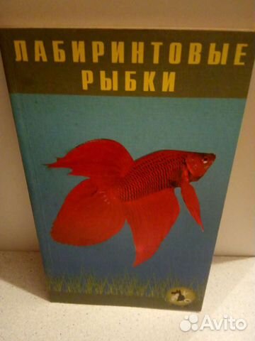 Лабиринтовых рыбки