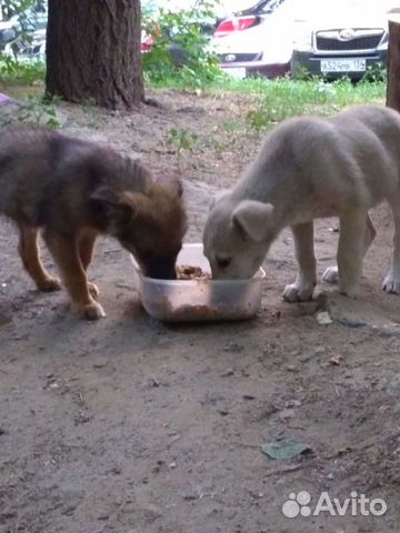 Щенки подкидыши