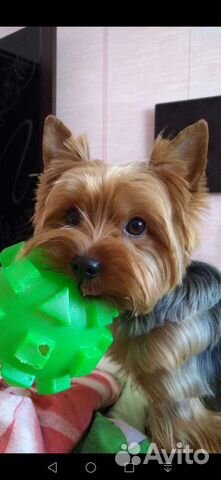 Вязка.Йоркширский терьер