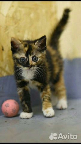 Кошка