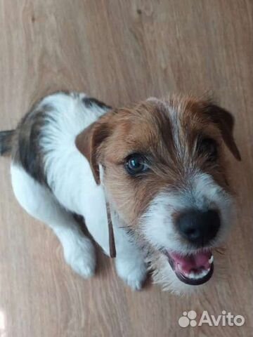 Джек рассел терьер в добрые руки