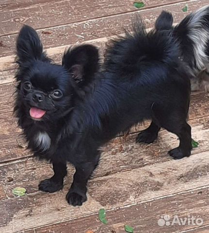 Уголек-шикарный мальчик