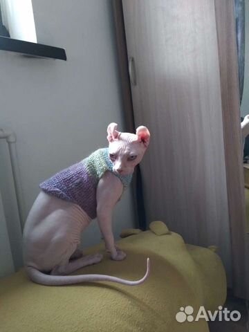 Эльф в разведение