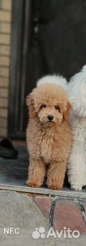 Пудель красный