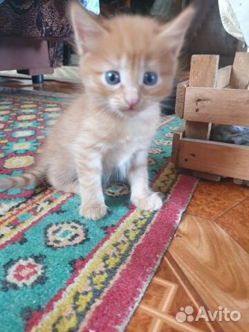 Кошки в добрые руки бесплатно