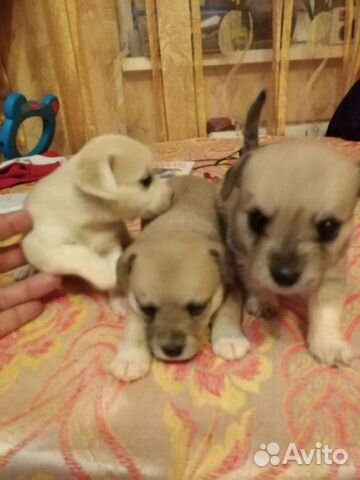 Щенки