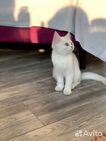 Серебристые шиншиллы