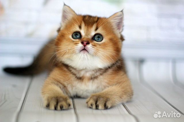 Роскошный ребенок, девочка, золотая тиккированная