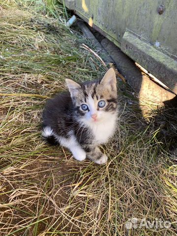 Котенок мальчик бесплатно 1,5-2 мес