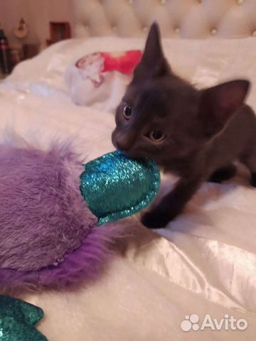 Котик Дымчатый