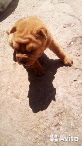 Щенки шарпея