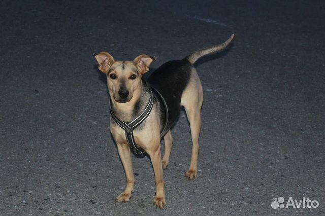 Собака в добрые руки