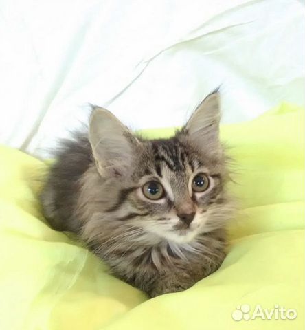 Пушистая красавица котенок Лялечка 2,5 месяца в да