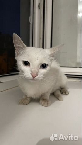 Разноглазая белая киска ищет дом