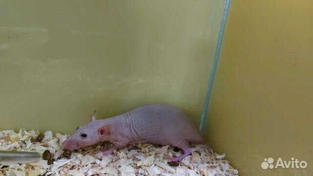 Крыса сфинкс