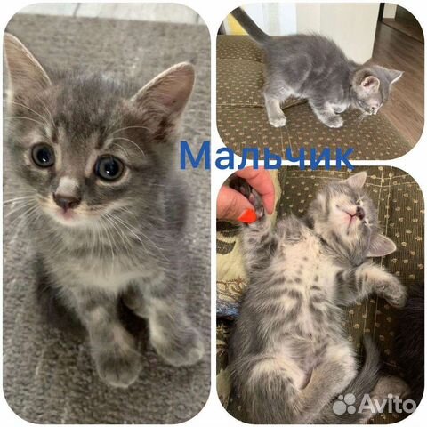 Серебристо-голубой и черный котята братики в дар 2