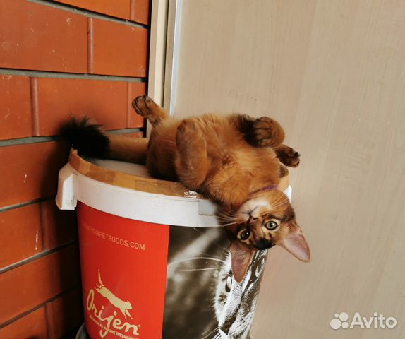 Котята породы сомали