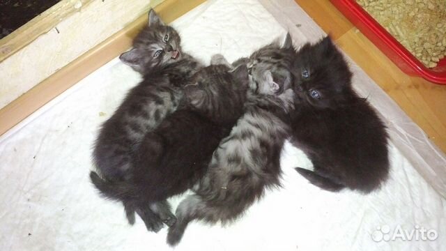 Котята от британской кошки