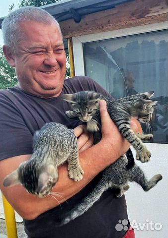 3 серых котенка девочки